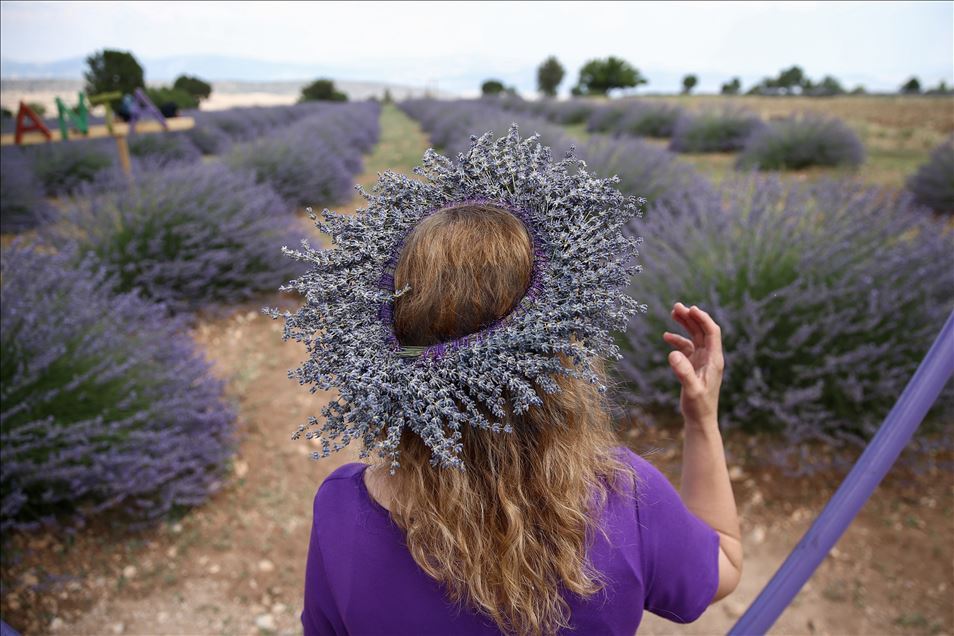 Lavender fields in Turkey's Isparta - Anadolu Ajansı