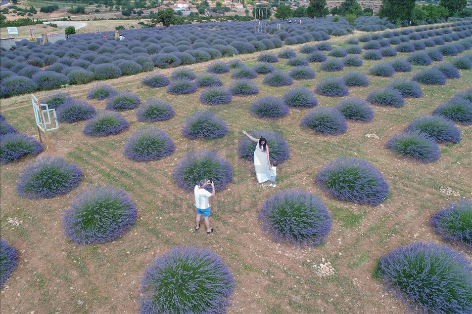 Lavender fields in Turkey's Isparta - Anadolu Ajansı
