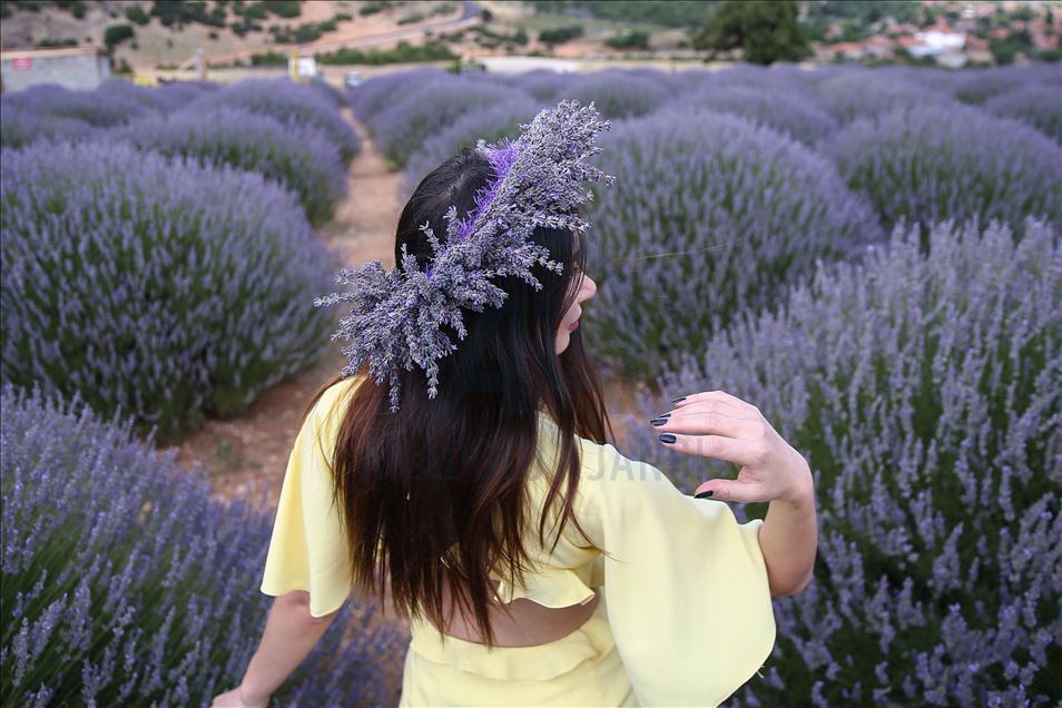 Lavender fields in Turkey's Isparta - Anadolu Ajansı