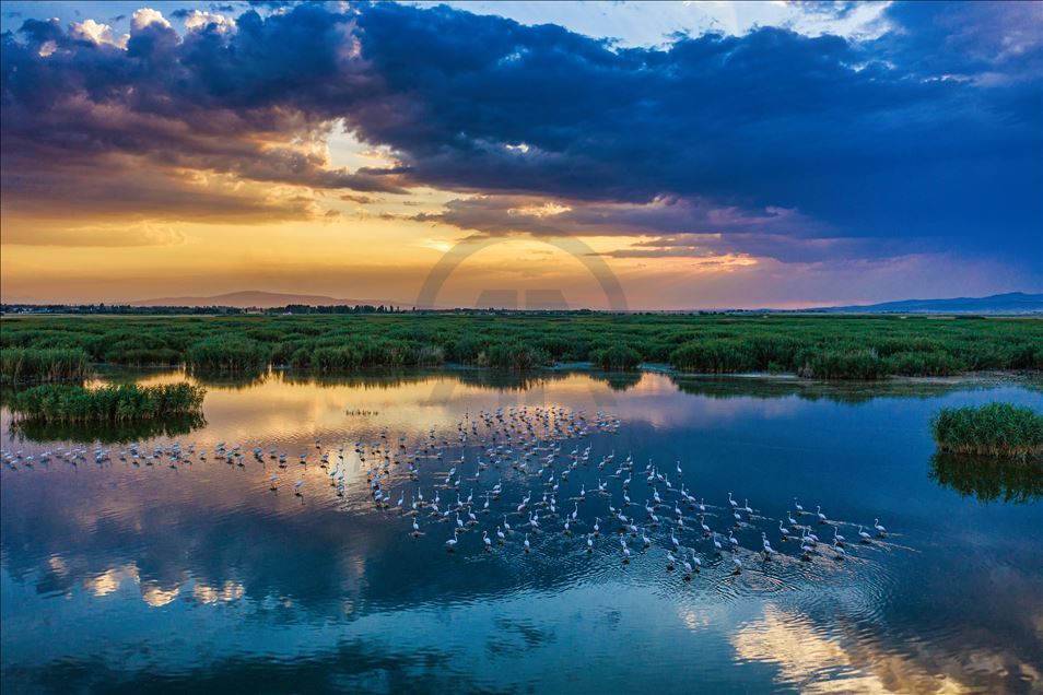 Flamingos of Eber Lake in Turkey's Afyonkarahisar - Anadolu Ajansı