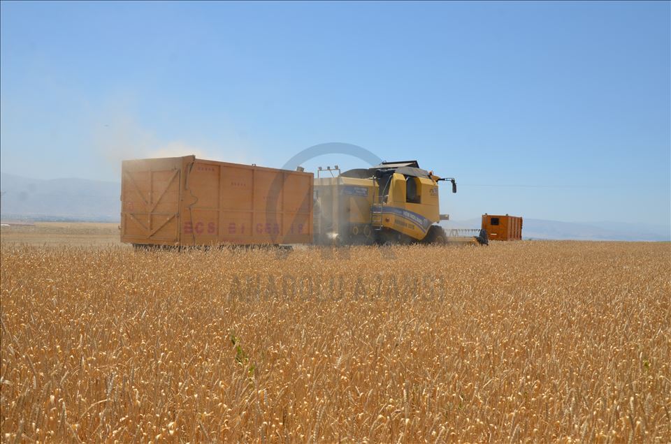 Tê texmînkirin ku li Mûşê ji dan û dexlê milyarek lire dahat were ...