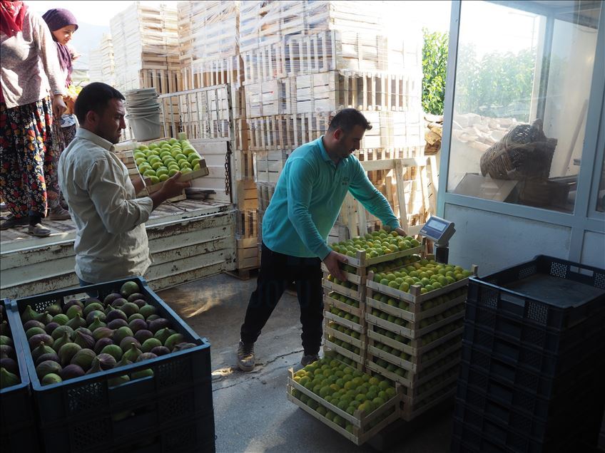 Aydın'da taze incir hasadı başladı - Anadolu Ajansı