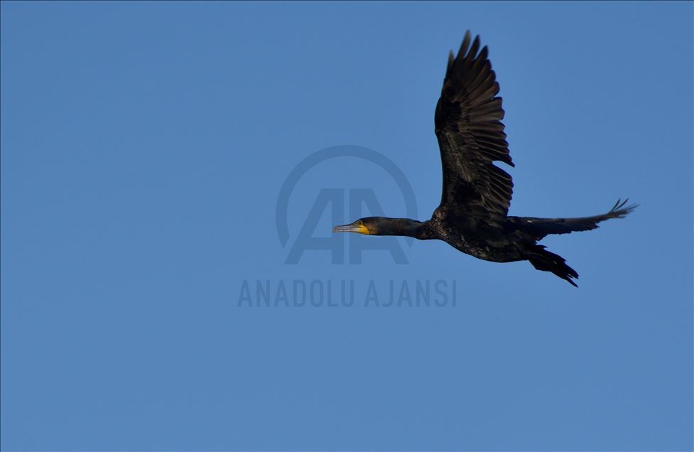 Migratory birds of Turkey's Kars - Anadolu Ajansı
