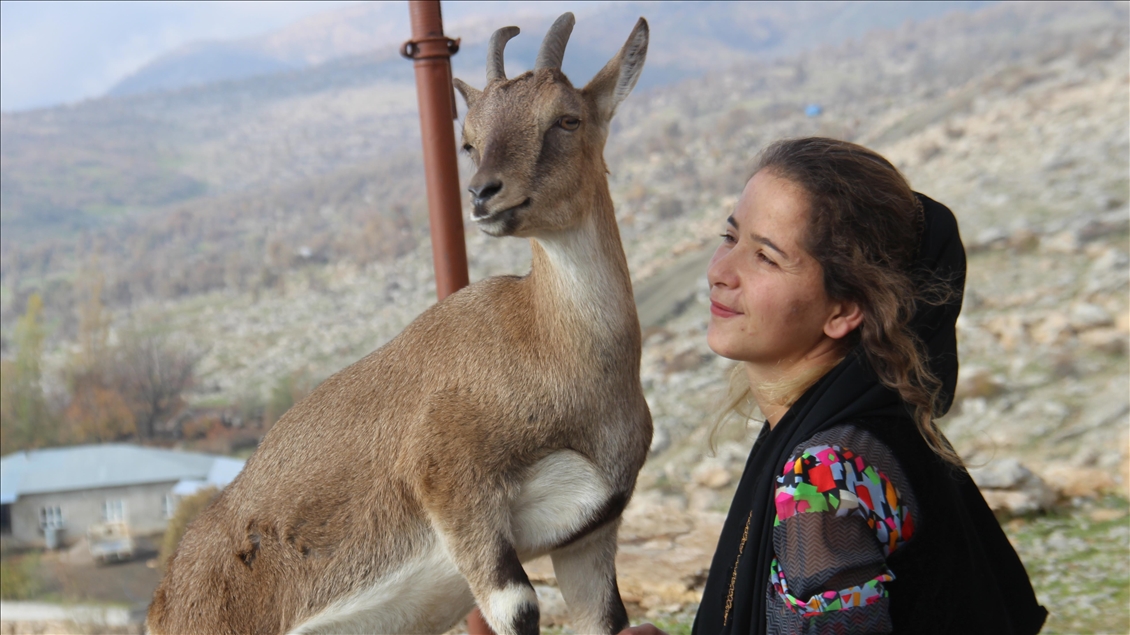 Turkish girl takes care of a mountain goat in Turkey's Hakkari ...