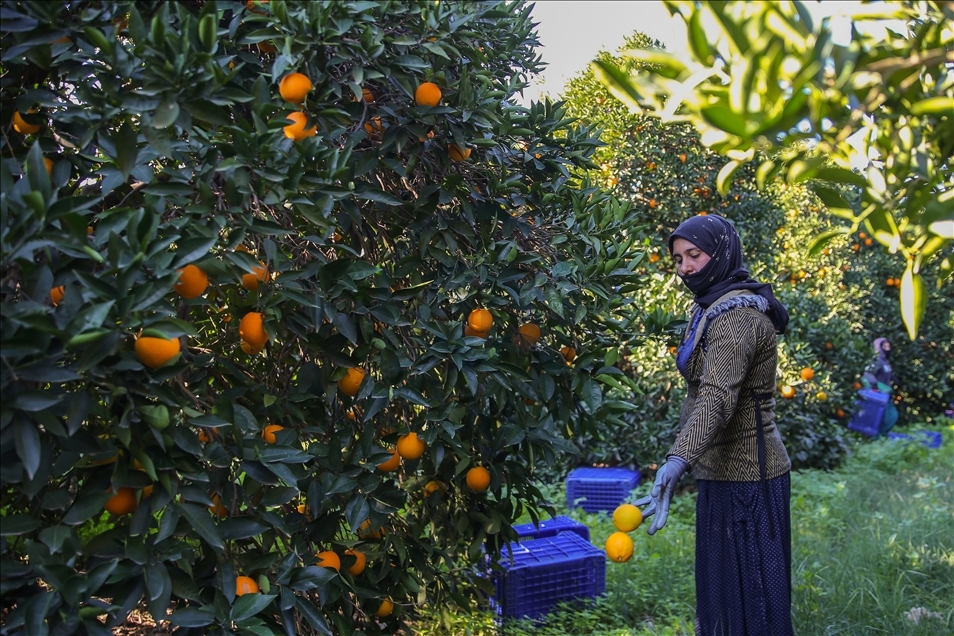 Turquie : récolte de l'orange de Finike - Anadolu Ajansı