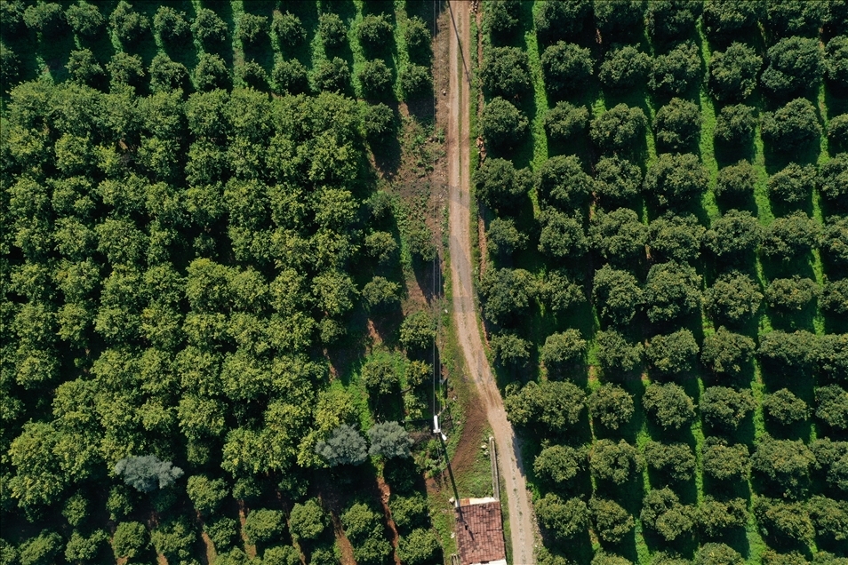 Turquie : récolte de l'orange de Finike - Anadolu Ajansı
