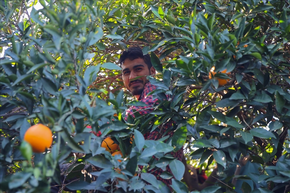 Turquie : récolte de l'orange de Finike - Anadolu Ajansı