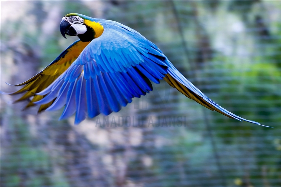 Colorful parrots of Antalya Zoo - Anadolu Ajansı