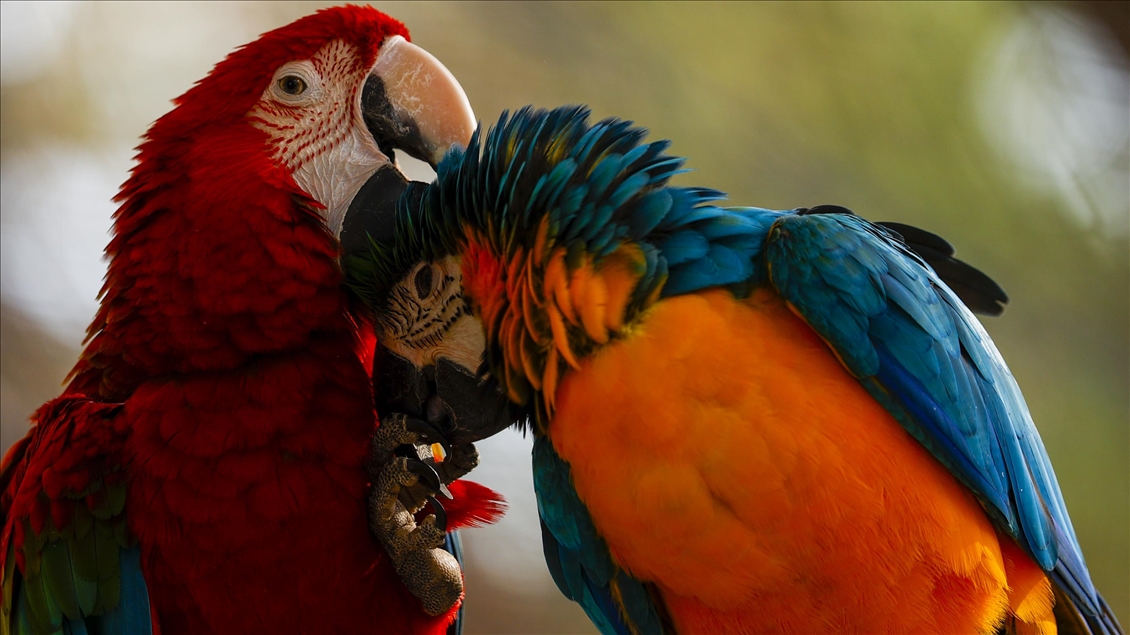 Colorful parrots of Antalya Zoo - Anadolu Ajansı