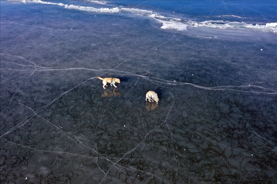 Dogs play on the icy surface of Lake Balik in Turkey's Igdir - Anadolu ...