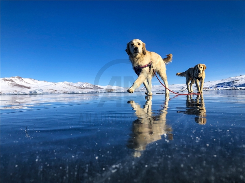 Dogs play on the icy surface of Lake Balik in Turkey's Igdir - Anadolu ...