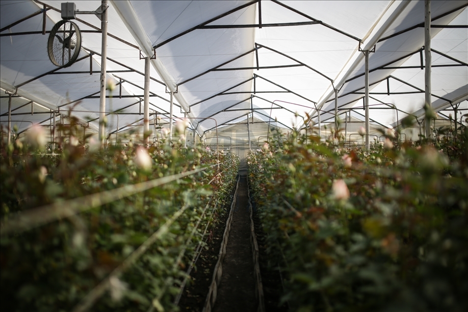 Colombian flower industry represents thousands of employment especially ...