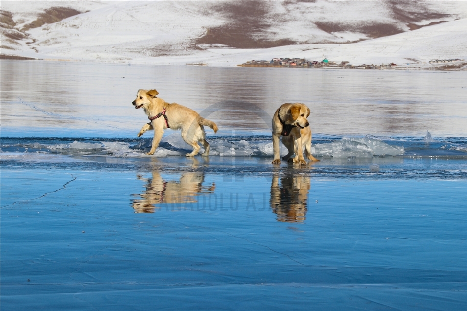 Dogs play on the icy surface of Lake Balik in Turkey's Igdir - Anadolu ...