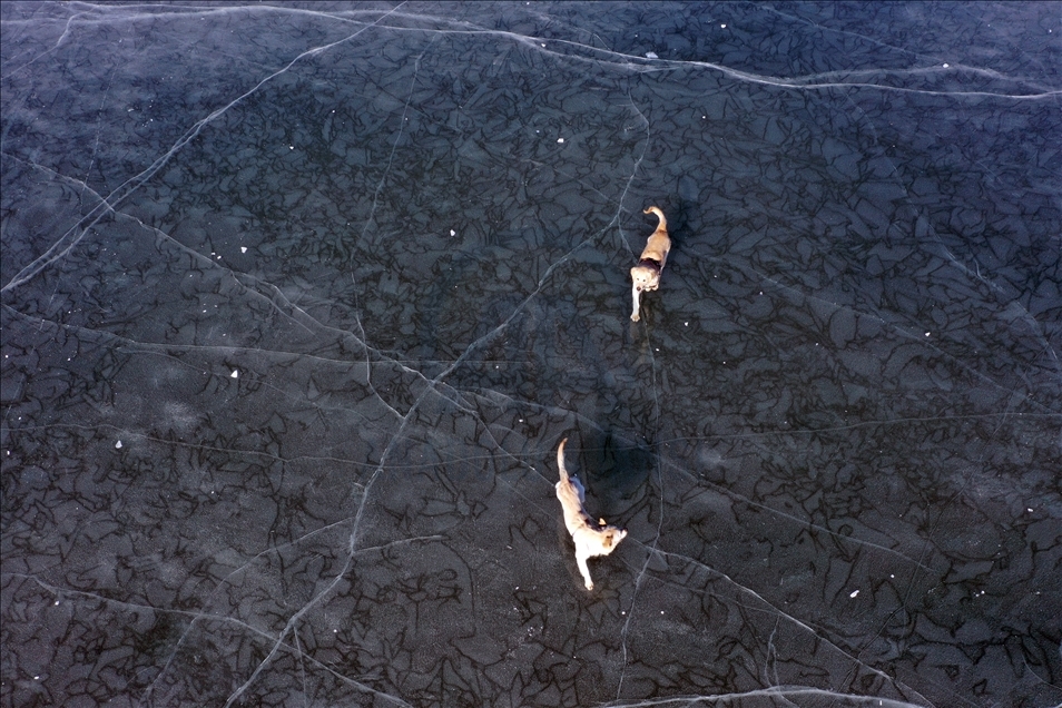 Dogs play on the icy surface of Lake Balik in Turkey's Igdir - Anadolu ...