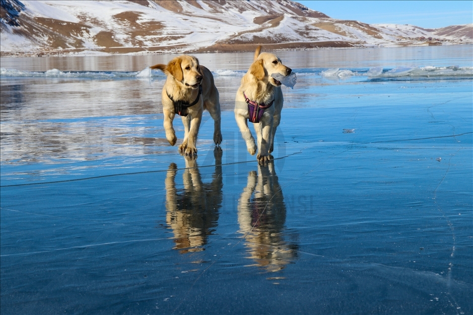 Dogs play on the icy surface of Lake Balik in Turkey's Igdir - Anadolu ...