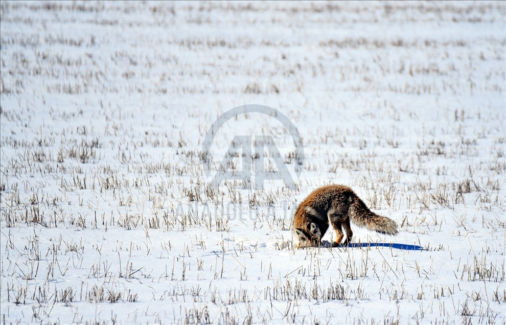 Hungry fox searching for food in Kars - Anadolu Ajansı