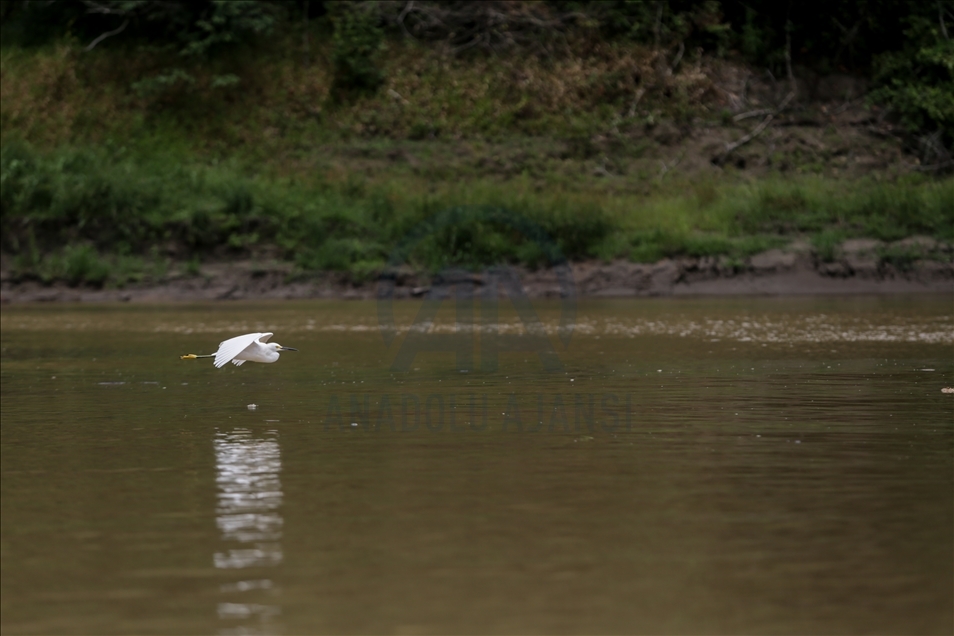 River Dolphins, thousands of species of birds, and natural wonders of ...