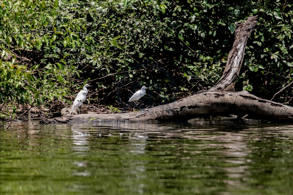 River Dolphins, thousands of species of birds, and natural wonders of ...