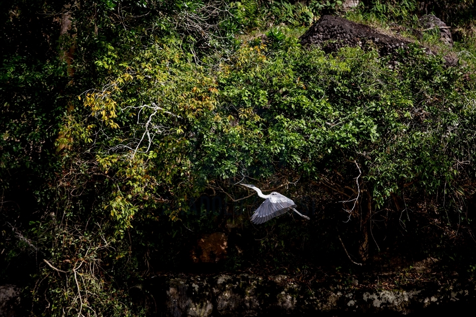 River Dolphins, thousands of species of birds, and natural wonders of ...
