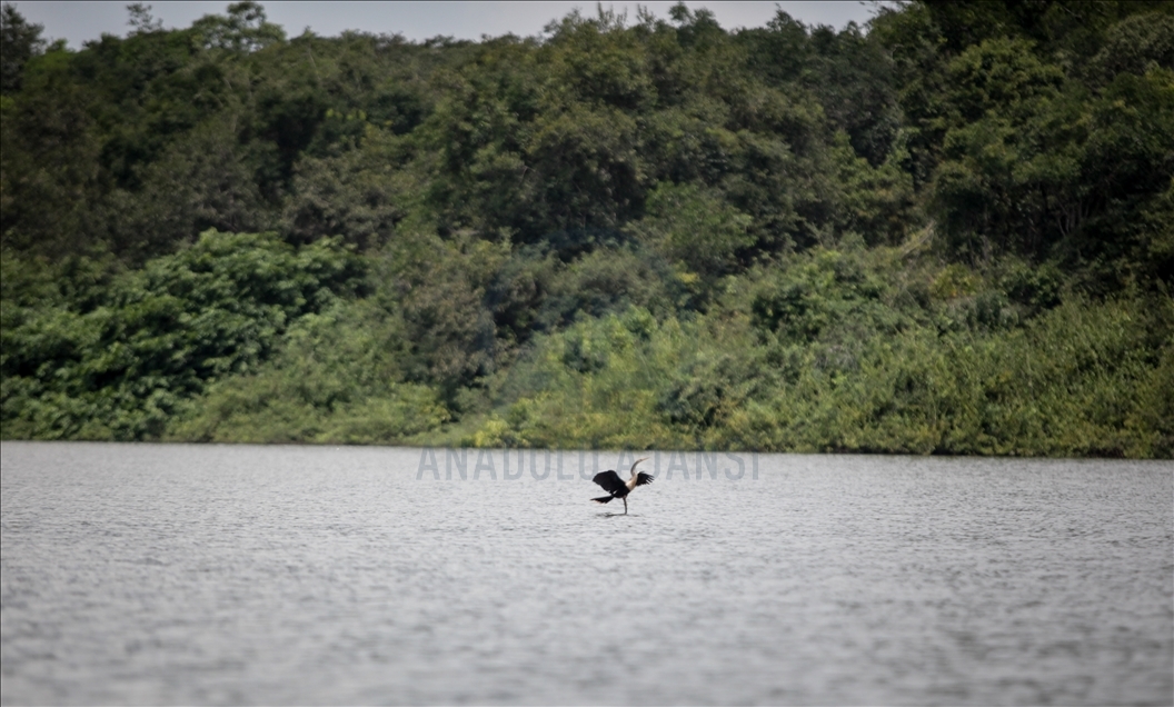 River Dolphins, thousands of species of birds, and natural wonders of ...
