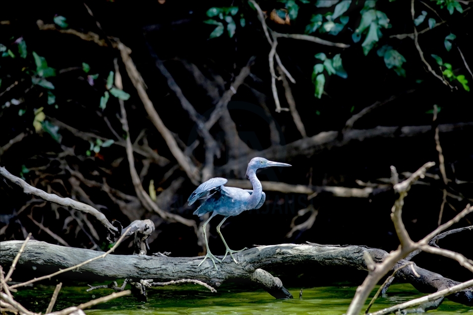 River Dolphins, thousands of species of birds, and natural wonders of ...