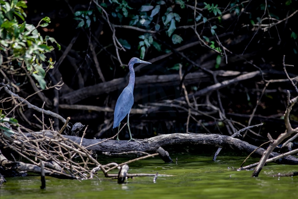 River Dolphins, thousands of species of birds, and natural wonders of ...