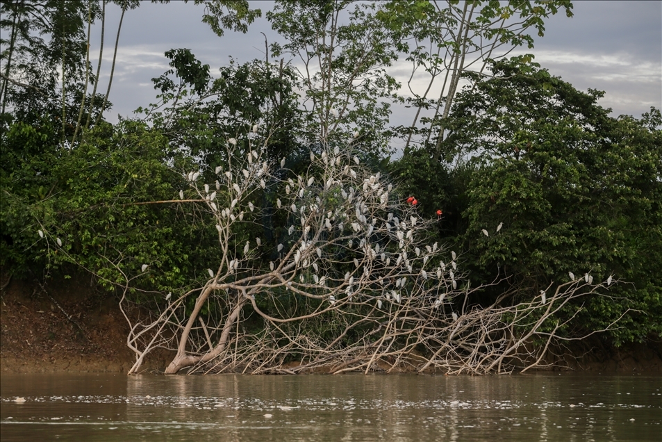 River Dolphins, thousands of species of birds, and natural wonders of ...