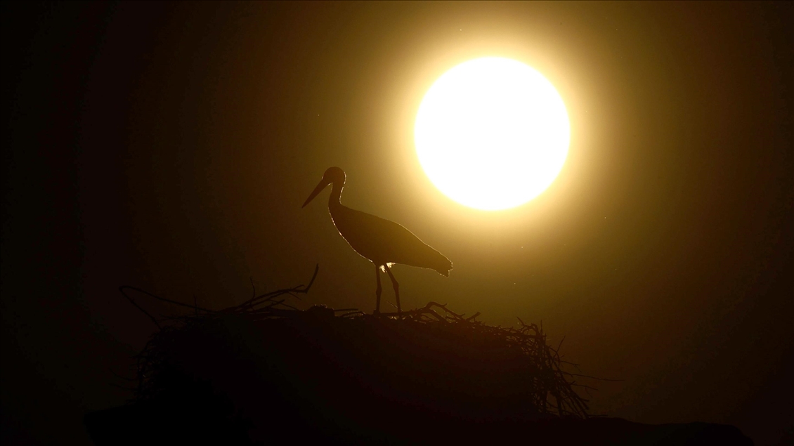 Artificial stork nests to save migrating stork population - Anadolu Ajansı