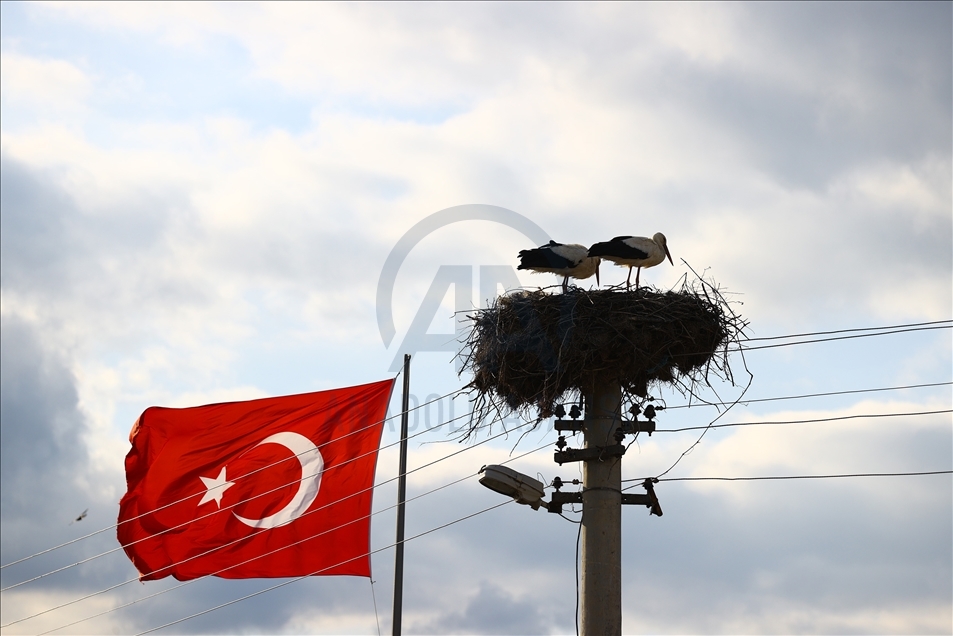 Artificial stork nests to save migrating stork population - Anadolu Ajansı