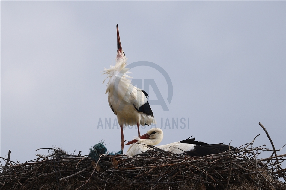 Artificial stork nests to save migrating stork population - Anadolu Ajansı