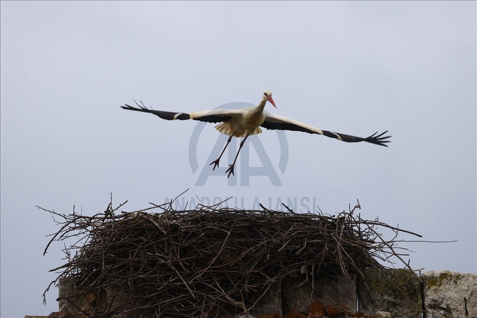 Artificial stork nests to save migrating stork population - Anadolu Ajansı