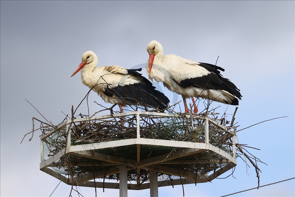 Artificial stork nests to save migrating stork population - Anadolu Ajansı