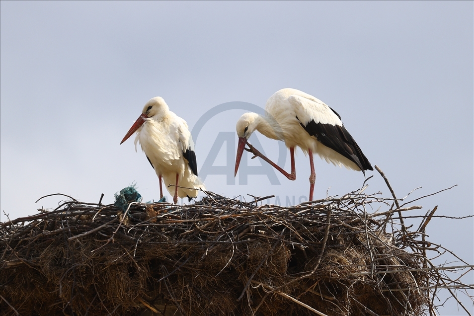 Artificial stork nests to save migrating stork population - Anadolu Ajansı