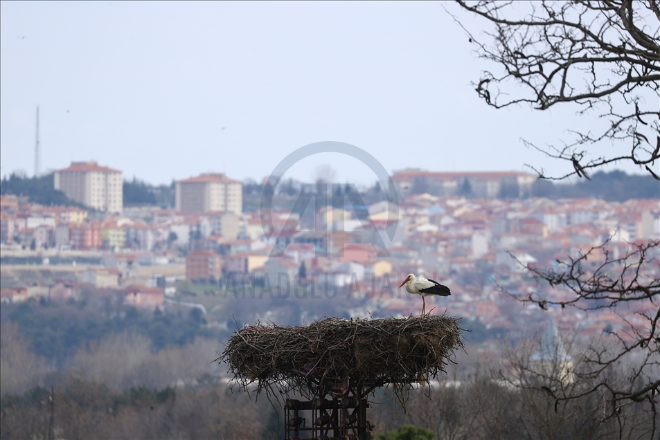 Artificial stork nests to save migrating stork population - Anadolu Ajansı