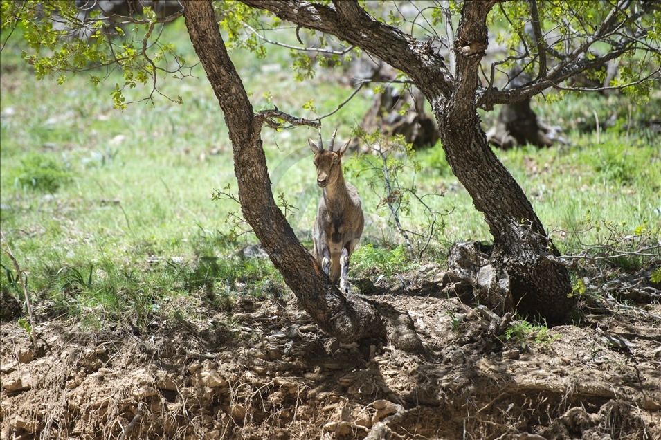 Wild goats in Tunceli, eastern Turkey - Anadolu Ajansı