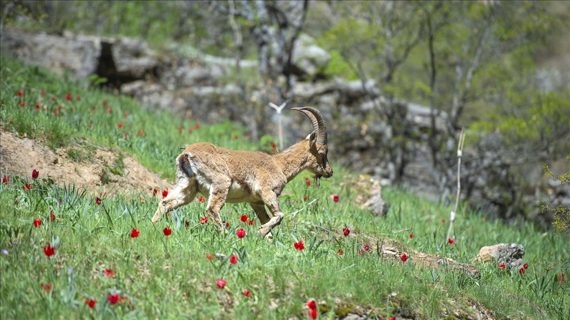 Wild goats in Tunceli, eastern Turkey - Anadolu Ajansı