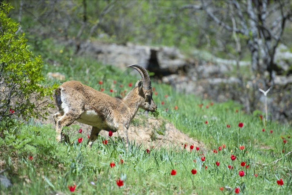 Wild goats in Tunceli, eastern Turkey - Anadolu Ajansı