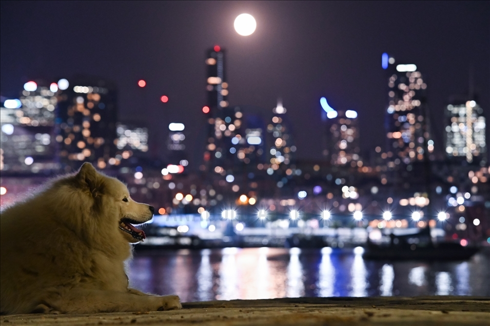 Sydney Pink Supermoon - Anadolu Ajansı