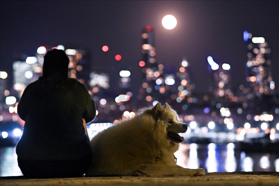 Sydney Pink Supermoon - Anadolu Ajansı