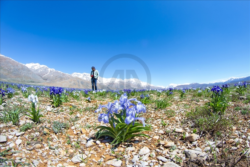 Spring in Turkey's Tunceli - Anadolu Ajansı