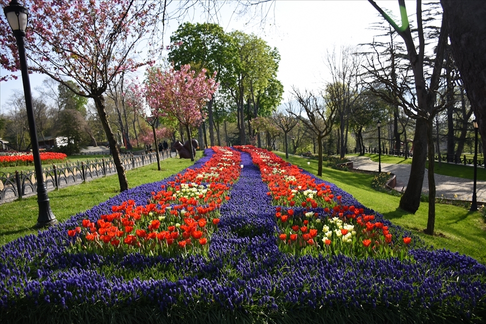 Tulips in Istanbul's Emirgan Park - Anadolu Ajansı