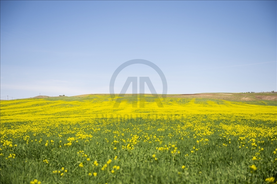 Spring in Turkey's Tunceli - Anadolu Ajansı
