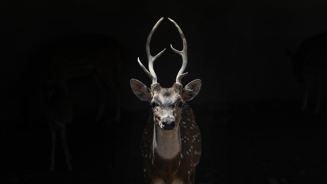 Deers in Nepal's Kapilvastu - Anadolu Ajansı