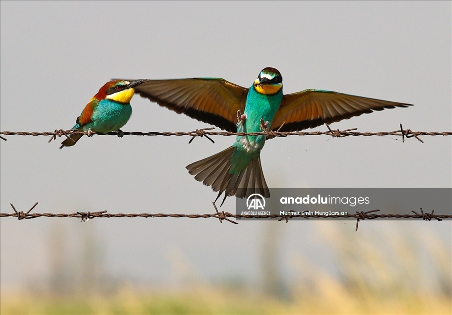 European bee-eaters striking with their colorful feathers - Anadolu Ajansı