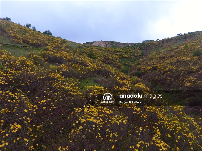 Orman gülleriyle cezbeden Korgan Yaylası misafirlerini ağırlamaya ...