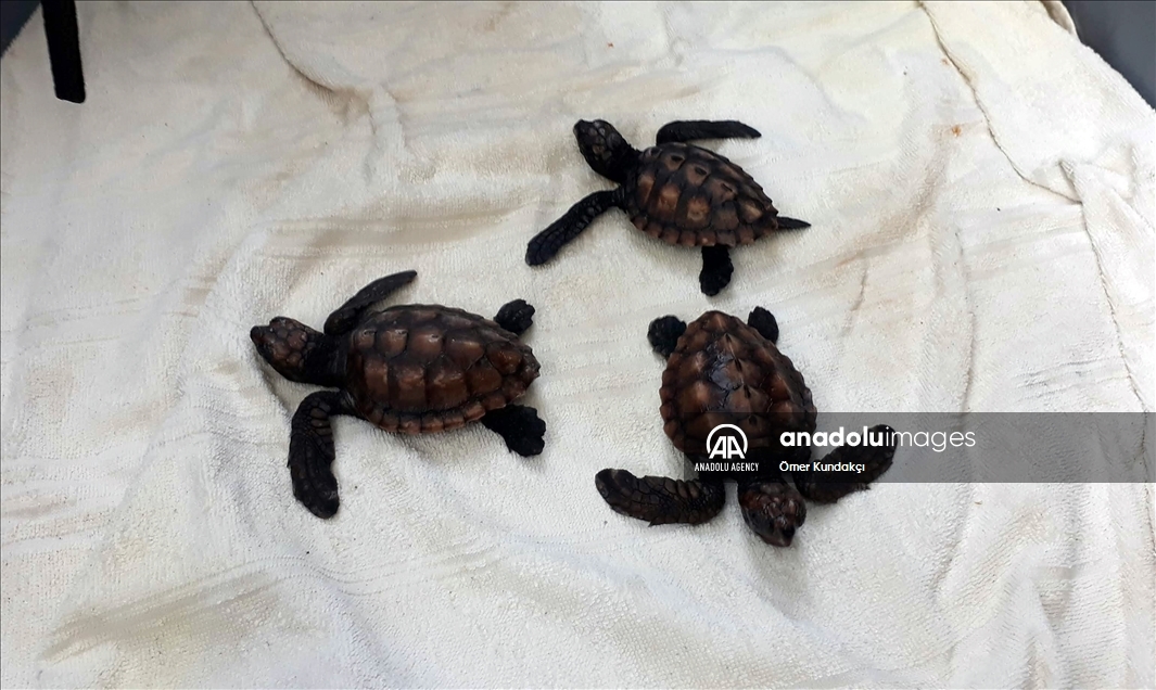 Freed loggerhead sea turtle covers 12,000 kilometers in 2 years