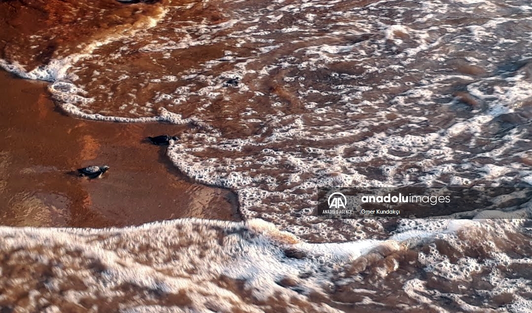 Freed loggerhead sea turtle covers 12,000 kilometers in 2 years