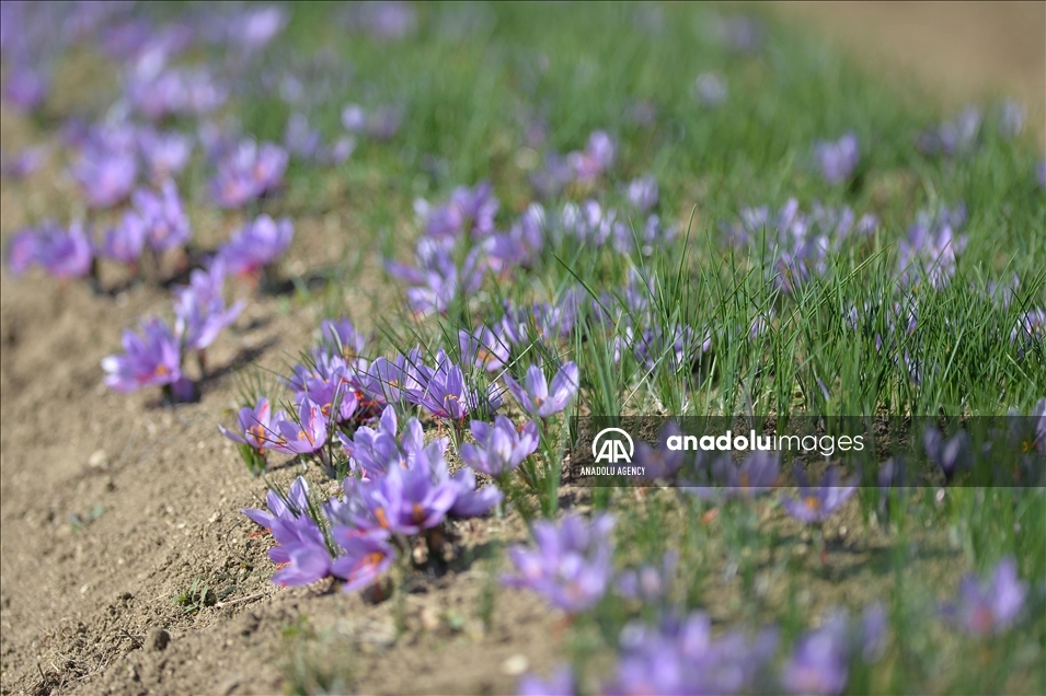 Los hermosos campos de azafrán en Karabuk, Turquía - Anadolu Ajansı