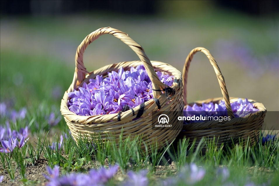 Los hermosos campos de azafrán en Karabuk, Turquía - Anadolu Ajansı