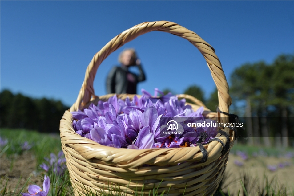 Los hermosos campos de azafrán en Karabuk, Turquía - Anadolu Ajansı